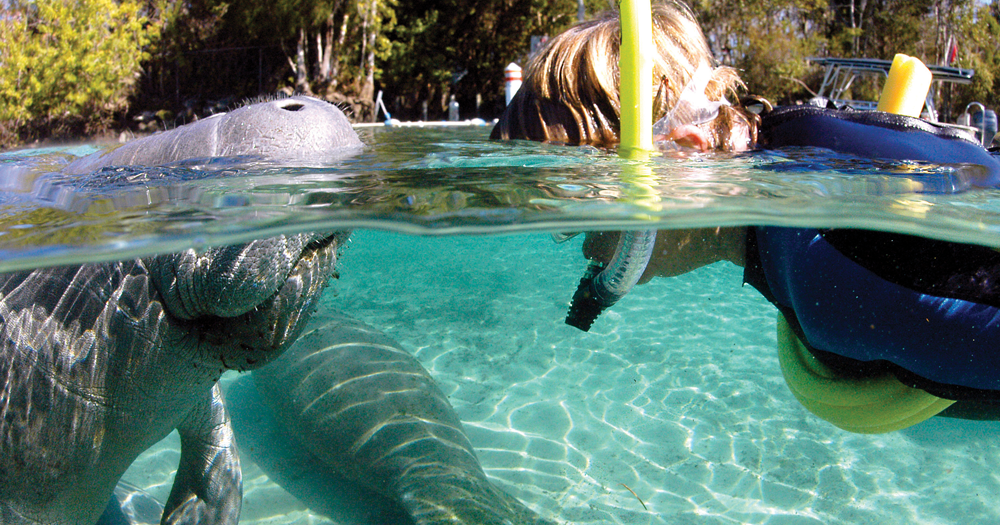Swimming with manatees: Point/Counterpoint | Local News ...