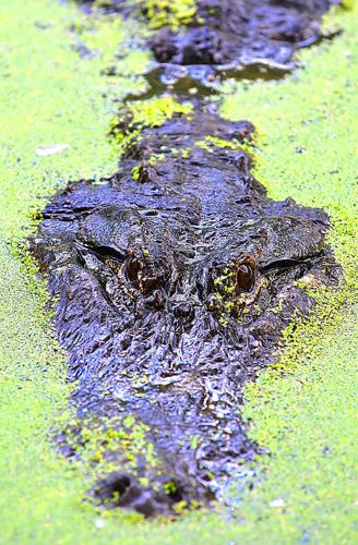 Woman bitten by alligator while swimming at Inverness park; area closed ...