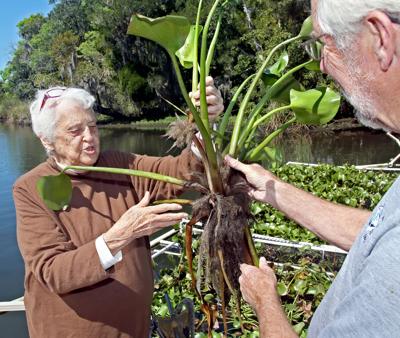 Experiment uses hyacinths to clarify water in King’s Bay | Local News ...