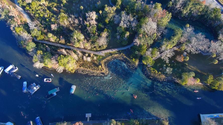 Record set for manatee deaths as winter crowding intensifies | Local ...