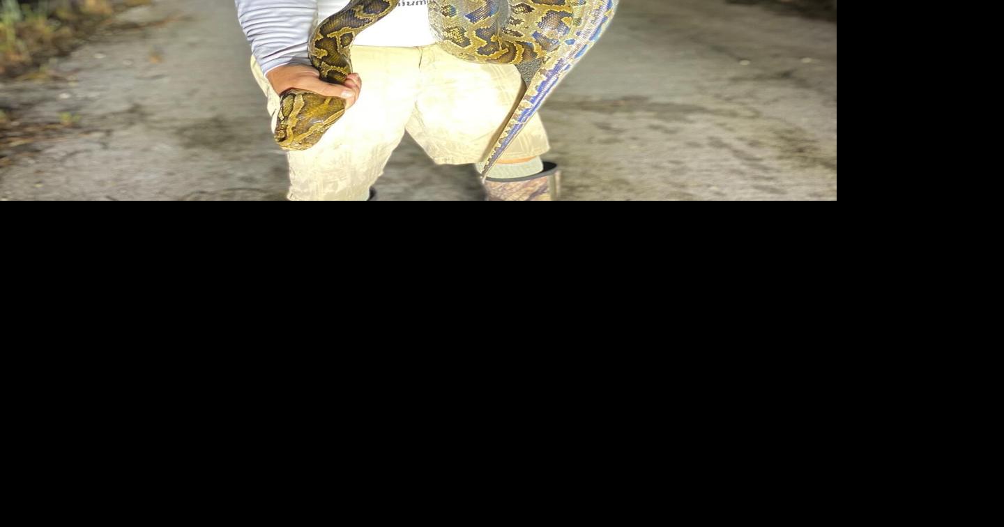 So, you want to hunt pythons in Florida? | Community Sports ...
