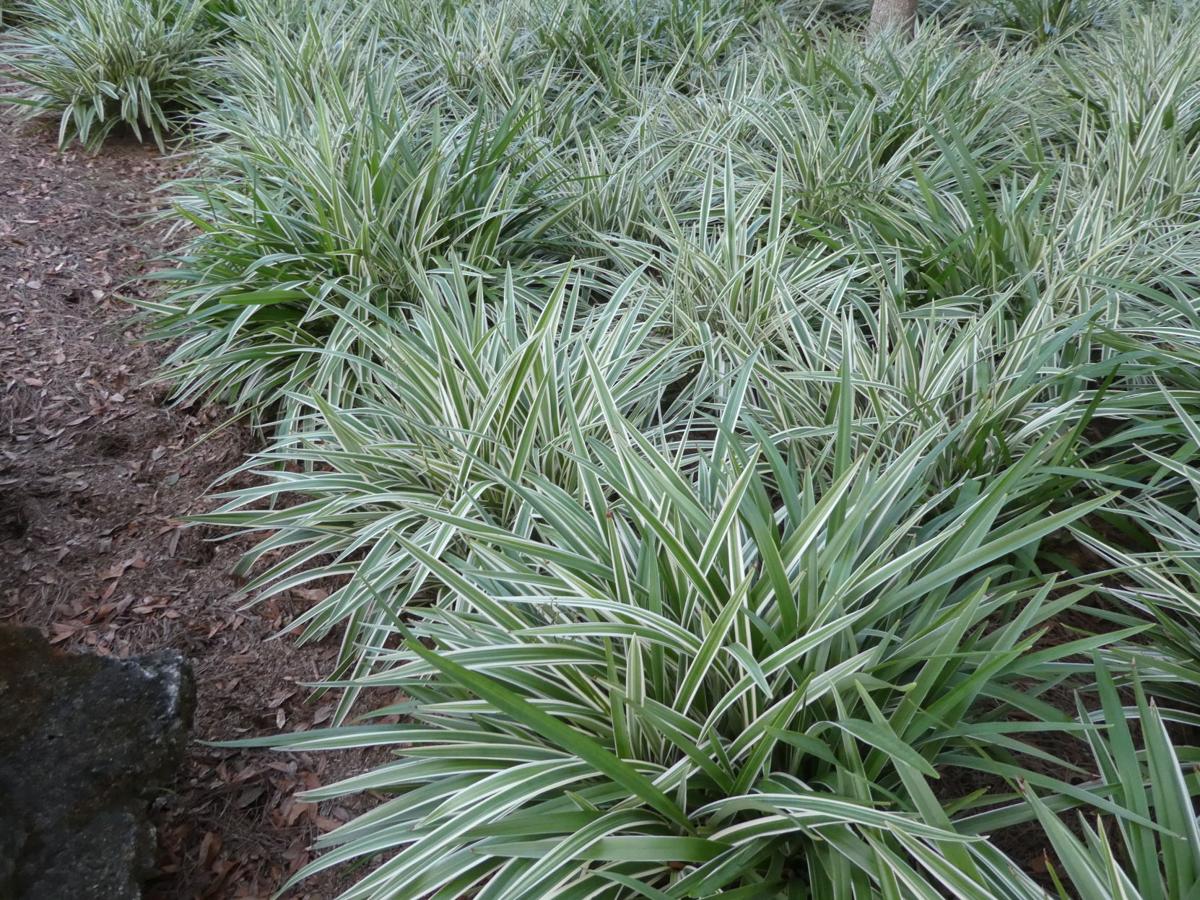 Variegated blue flax lily | Real Estate | chronicleonline.com