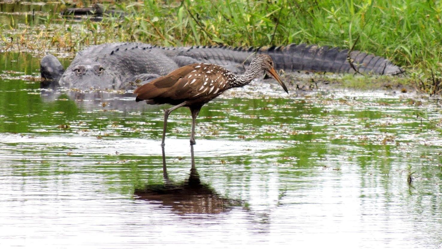 Capturing Wild Florida: Photographer Gary Kuhl shares award-winning ...