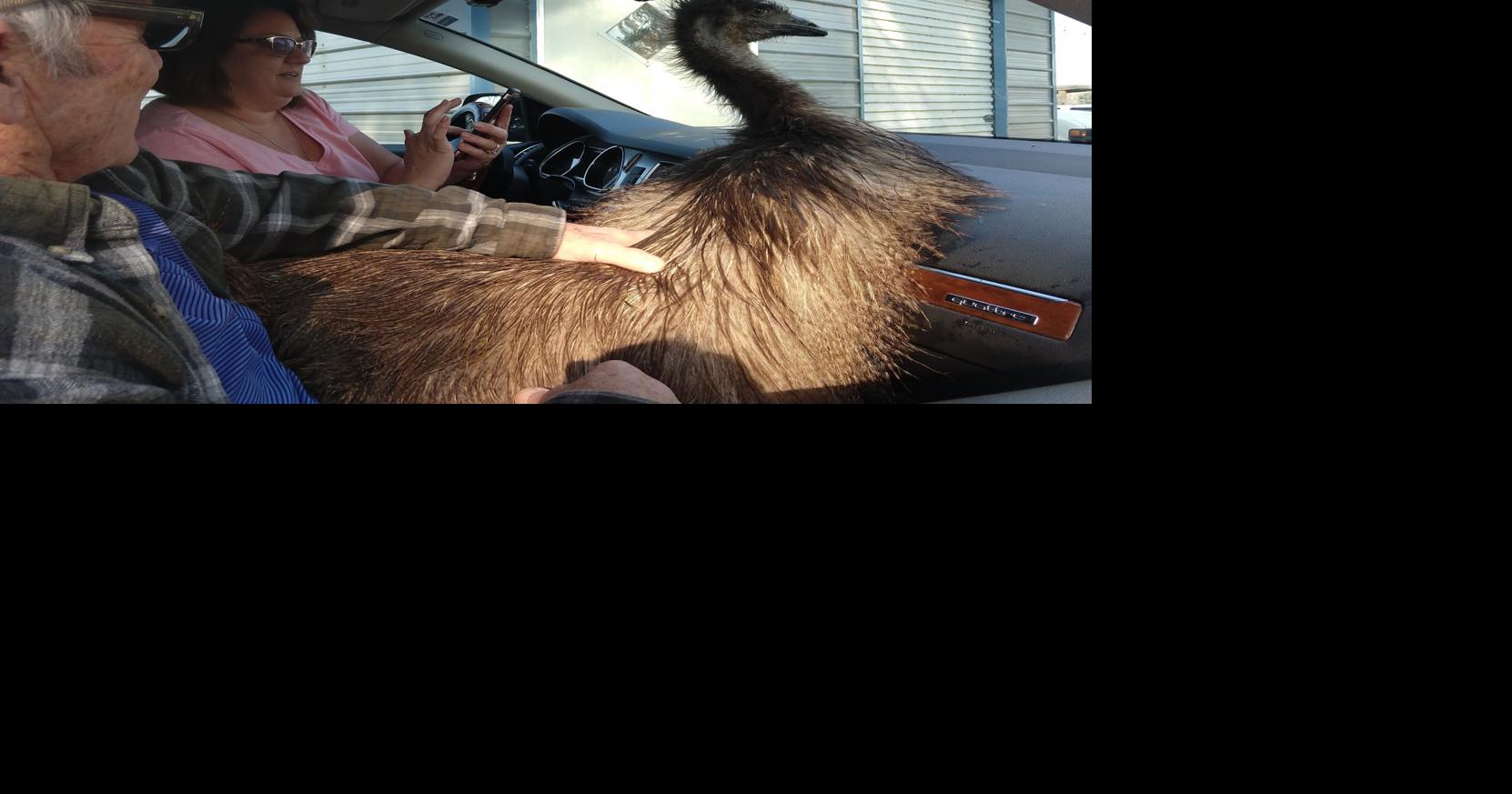 After a brief adventure, a happy ending for emu named Edgar | Local ...