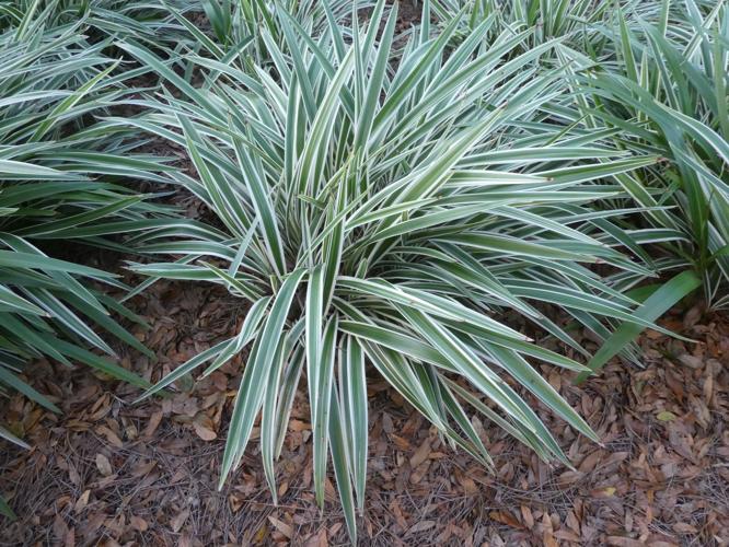 Variegated blue flax lily | Real Estate | chronicleonline.com