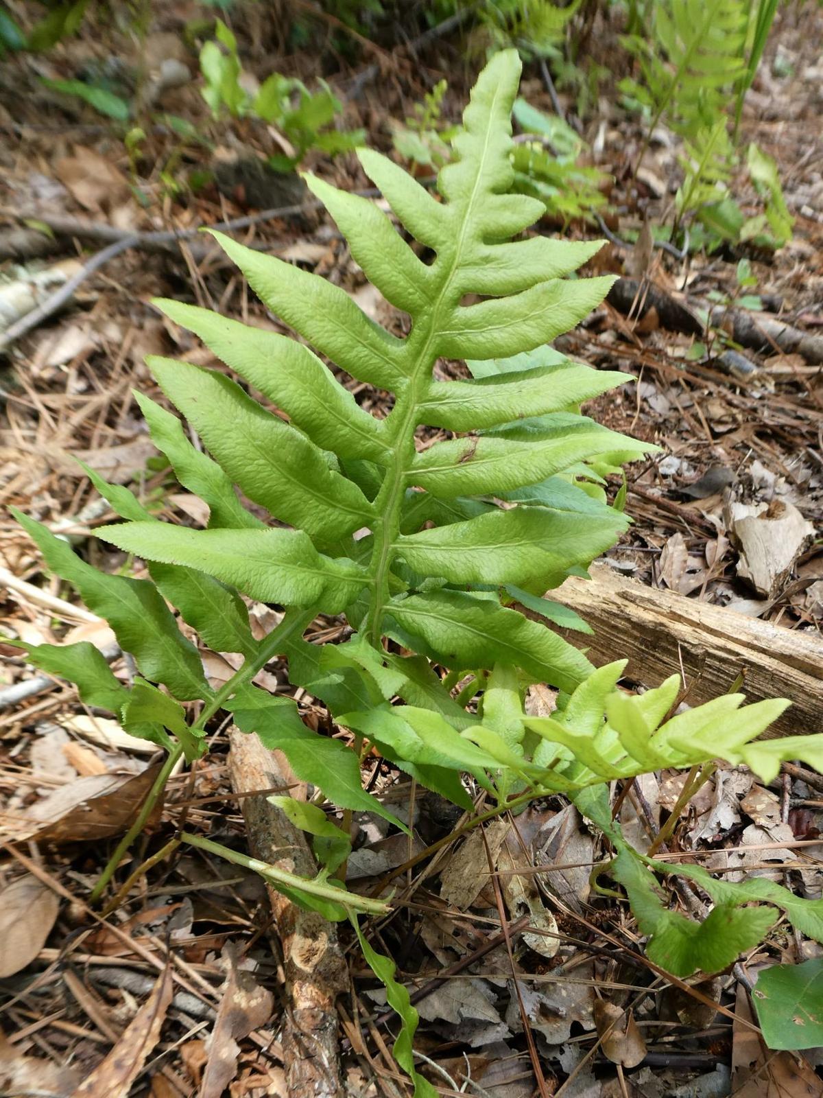 Ferns and fern allies in Florida | Real Estate | chronicleonline.com