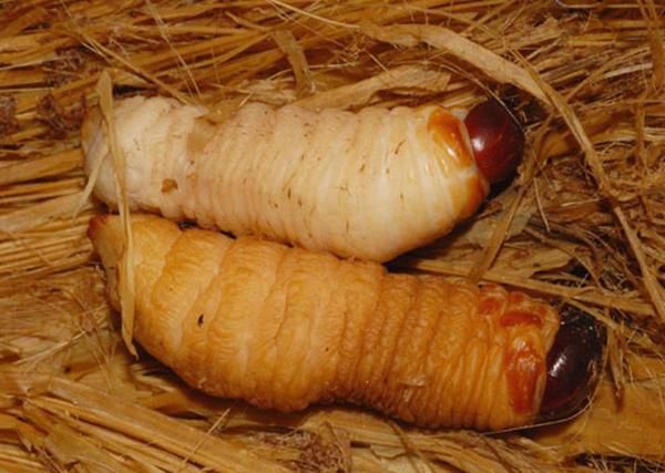 Evil weevils wreak havoc on area palm trees | Local News ...