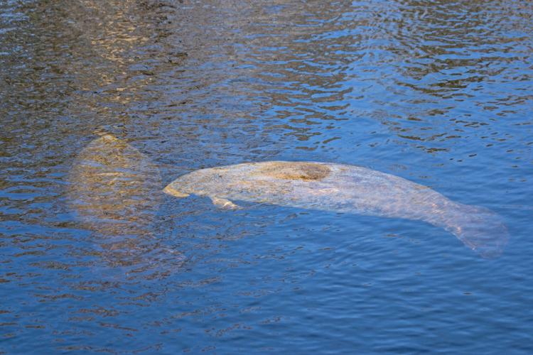 Citrus manatees hurt by attacks on federal employees | Local News ...