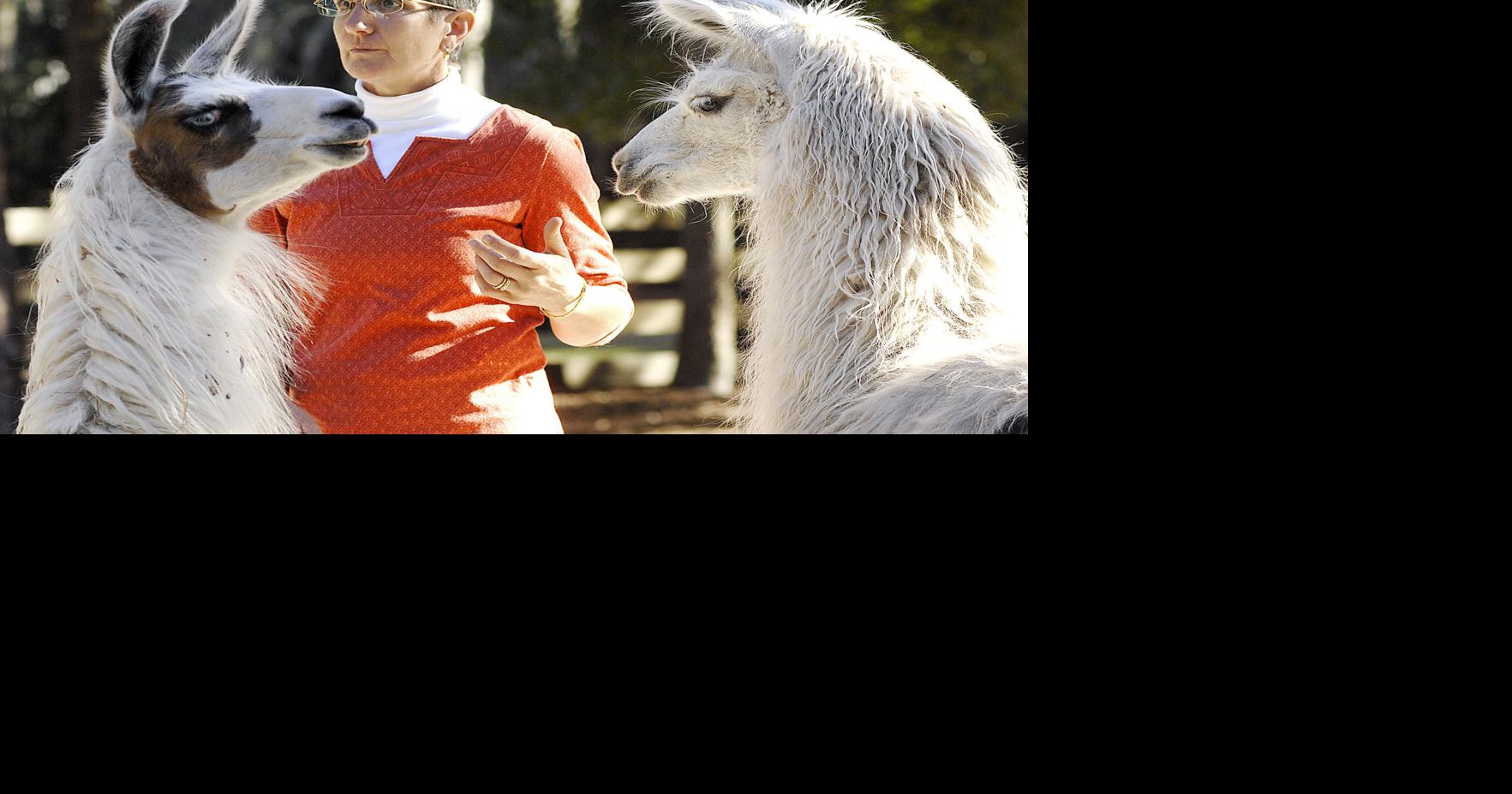 'Llama beans' | Local News | chronicleonline.com