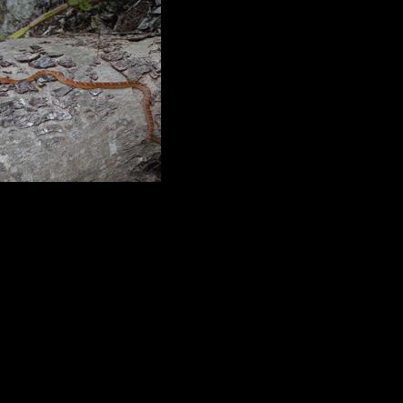 Snake gets into transformer, knocks out power to about 140 | Local News ...