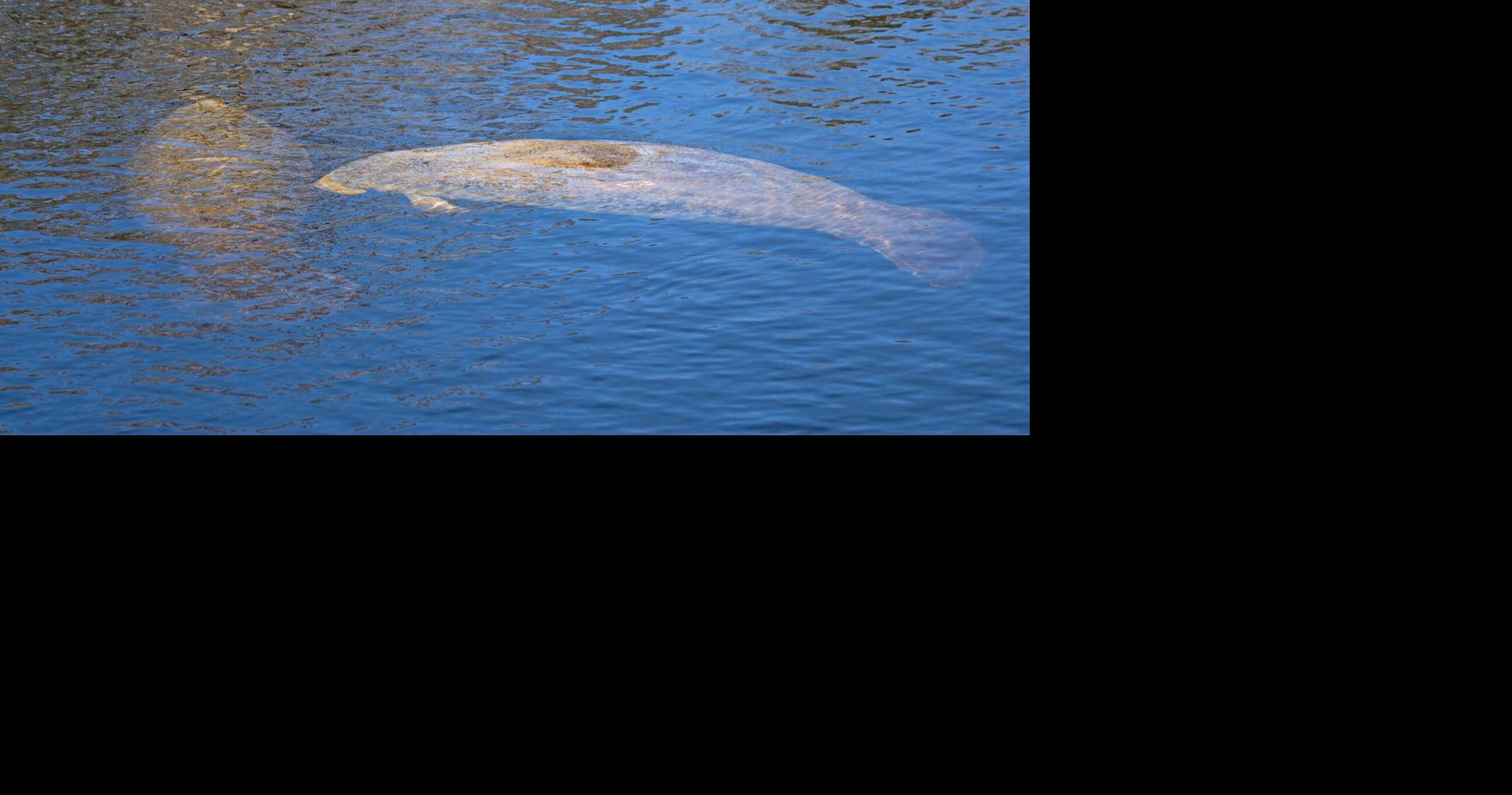 Citrus manatees hurt by attacks on federal employees | Local News ...