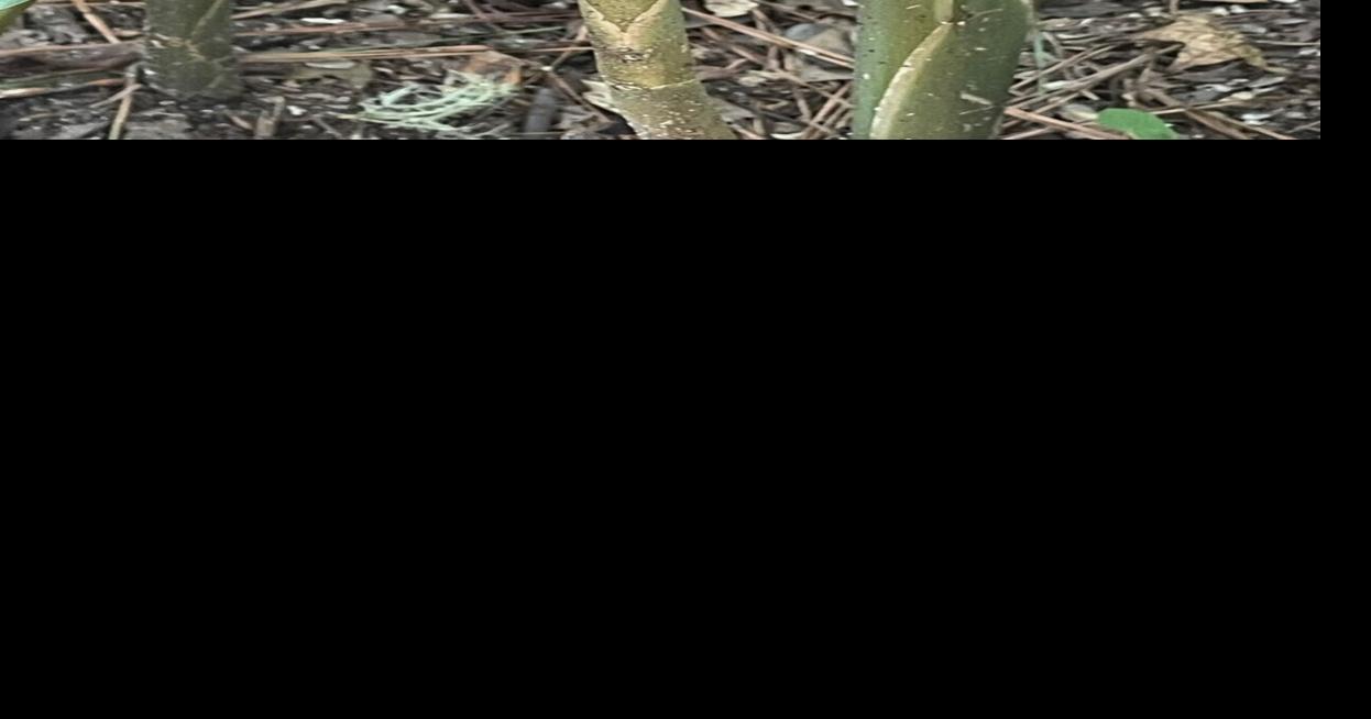 Pinecone Ginger: A fragrant tropical beauty for your garden | Local ...