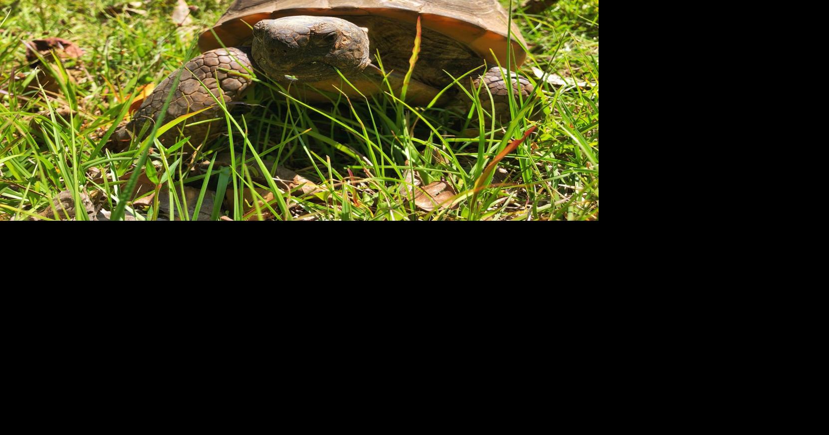 Wildlife State Park to SHELL-ebrate Gopher Tortoise Day | Lifestyle ...