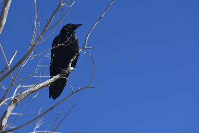 Exploring the intelligence of American Crows in Wakulla County, from ...