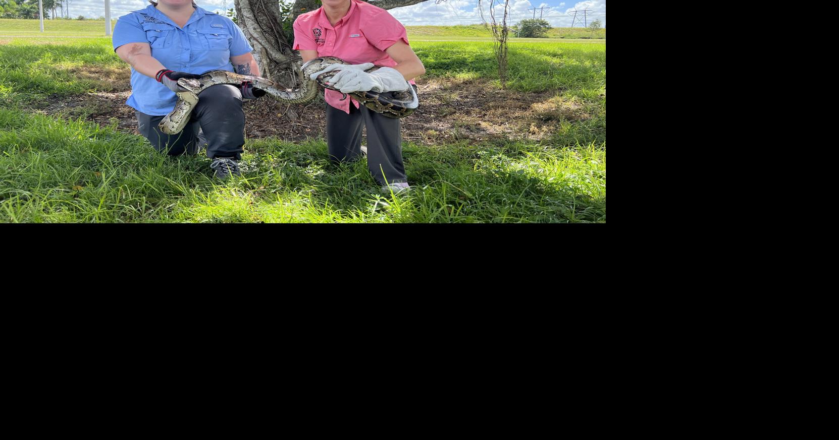 Hundreds of Burmese pythons removed during 2022 Florida Python ...