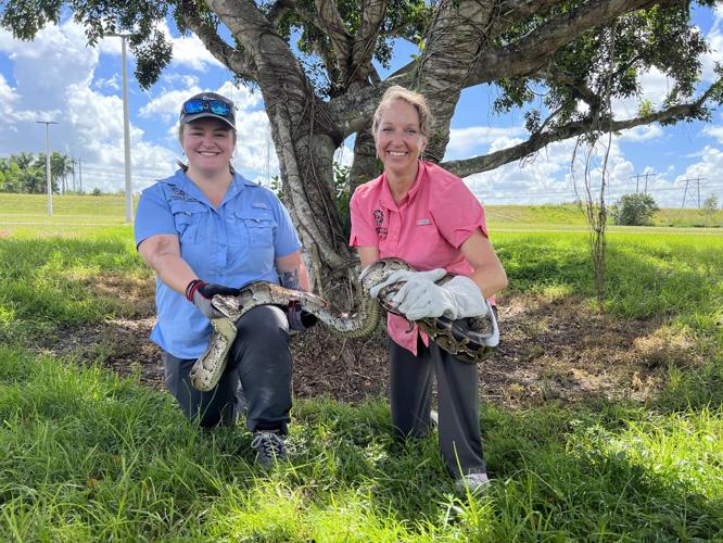 Hundreds of Burmese pythons removed during 2022 Florida Python ...