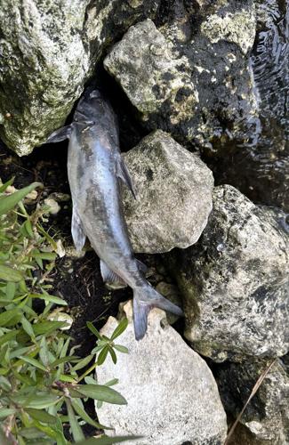 Catfish dying off along Homosassa River | Local News | chronicleonline.com