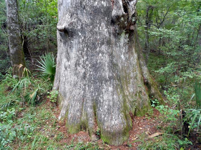 Giant tree beckons from forested trail | Local News | chronicleonline.com