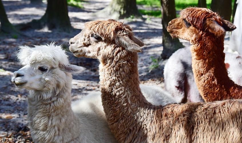 Ready for the 'Funny Farm?' Rescued alpacas in the neighborhood | Local ...