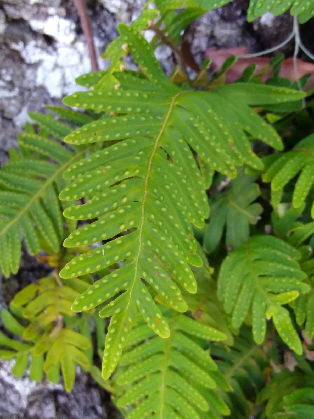 Ferns and fern allies in Florida | Real Estate | chronicleonline.com