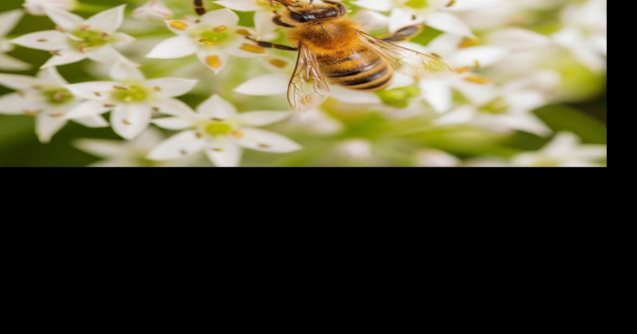 Bees play important role in lawns and gardens | Home and Outdoor Living ...