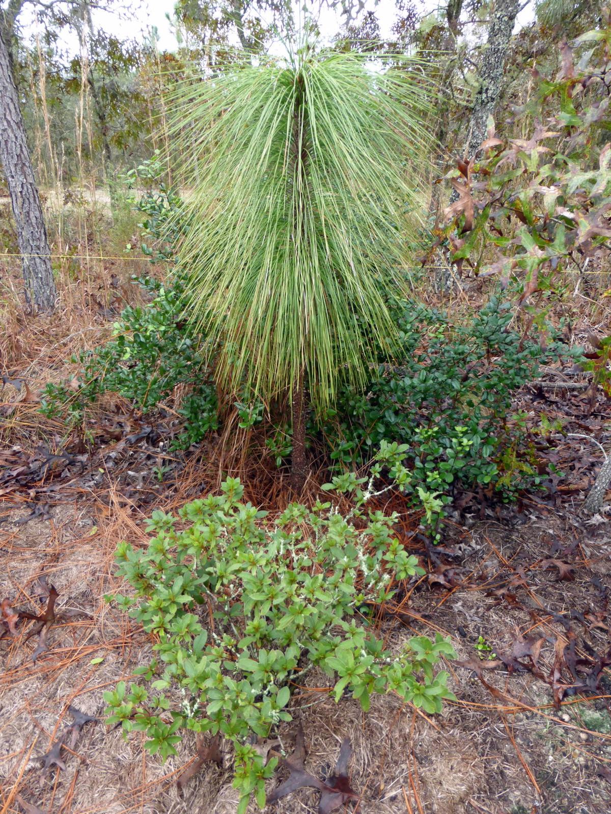 Longleaf pines are built to weather storms | Real Estate ...