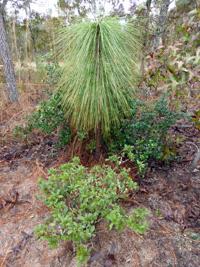 largest longleaf pine tree