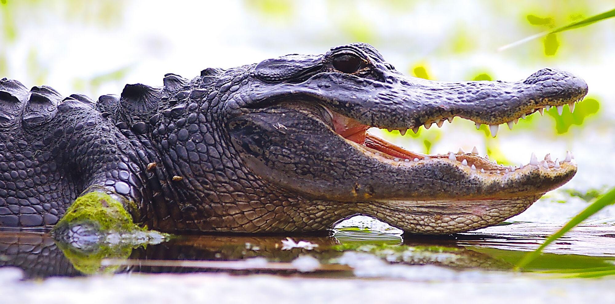 Applications for alligator harvest permits open, including new ...