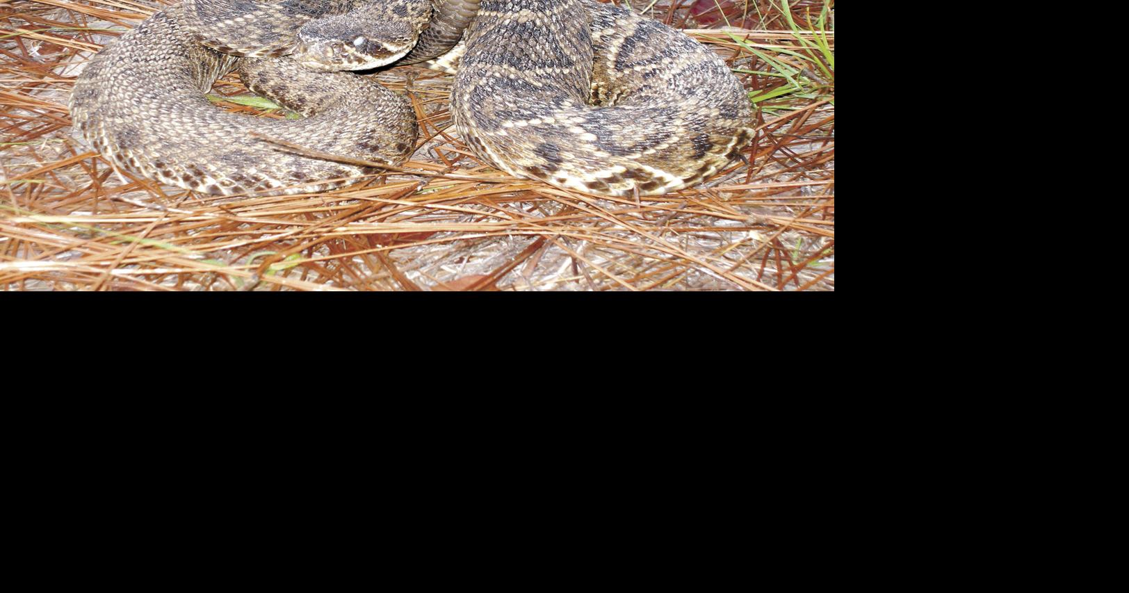 Summer safety: Fun with venomous critters | Health | chronicleonline.com