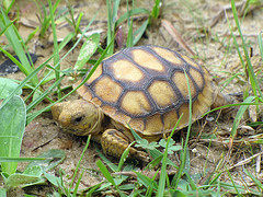 Gopher tortoise endangered? | Local News | chronicleonline.com