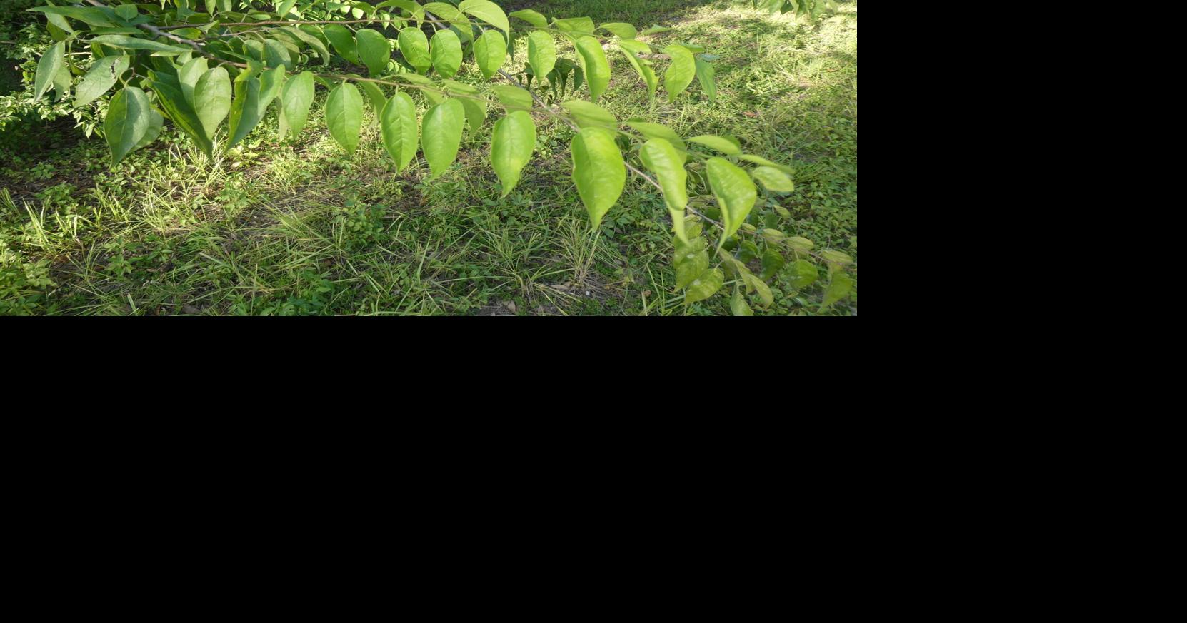 Sugarberry in Florida | Real Estate | chronicleonline.com