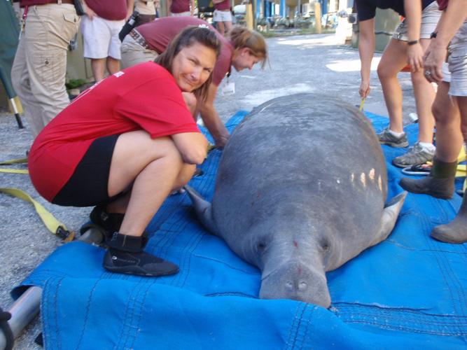Sick manatee gets help from rescuers, young manatee | Local News ...