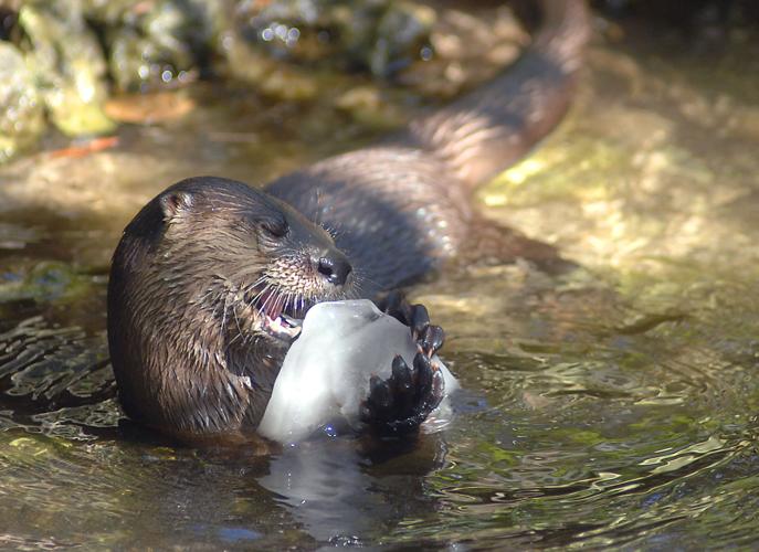 Grab a cold one! | News | chronicleonline.com