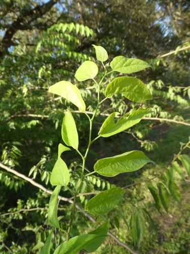 Sugarberry in Florida | Real Estate | chronicleonline.com