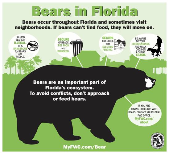 BearWise basics to follow as bears become more active in fall | Local ...