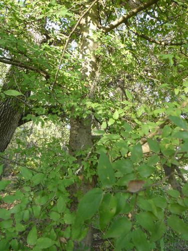 Sugarberry in Florida | Real Estate | chronicleonline.com