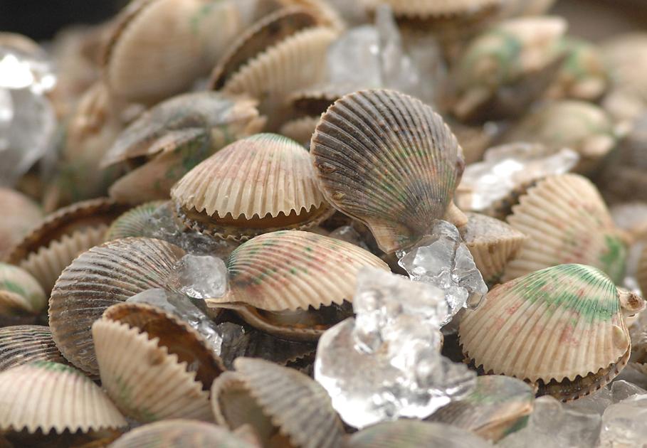 The ABCs of scalloping | Local News | chronicleonline.com