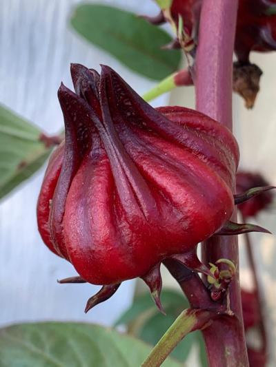 Plant now for spring through fall blooms | Lifestyle | chronicleonline.com