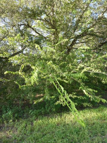 Sugarberry in Florida | Real Estate | chronicleonline.com