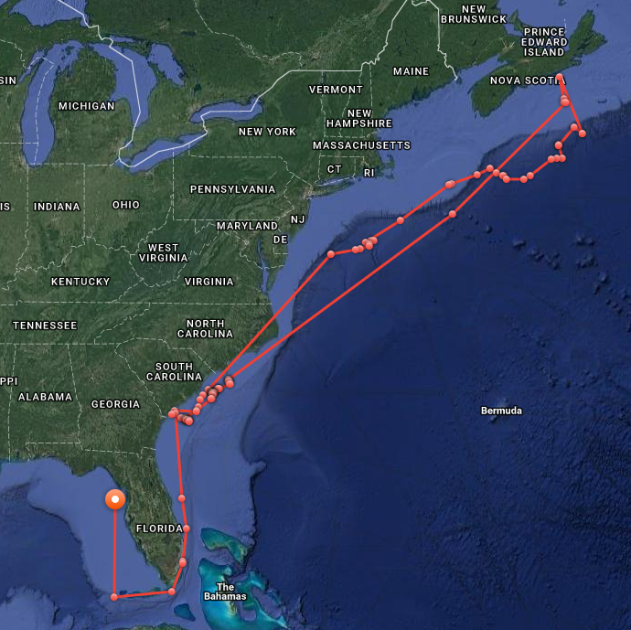 Great white shark tracked to Citrus coast | Local News ...