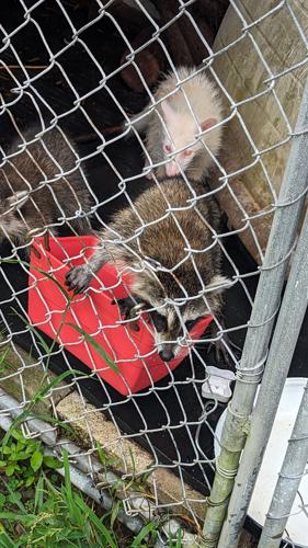 Rescuing raccoons | Local News | chronicleonline.com