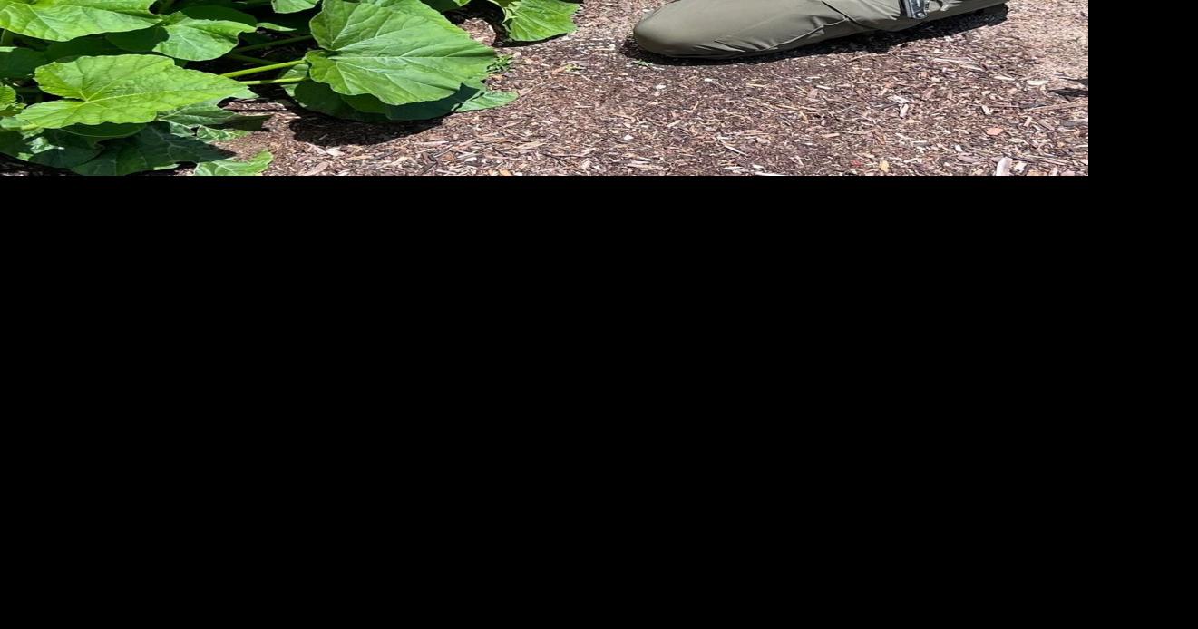 Alexis Howard | Local News | chronicleonline.com