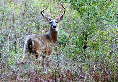 A Regal Pose | Local News | chronicleonline.com