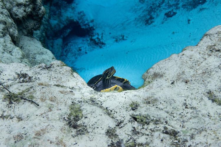 Linda Wilinski: Conservation photographer talks thru art | Local News ...