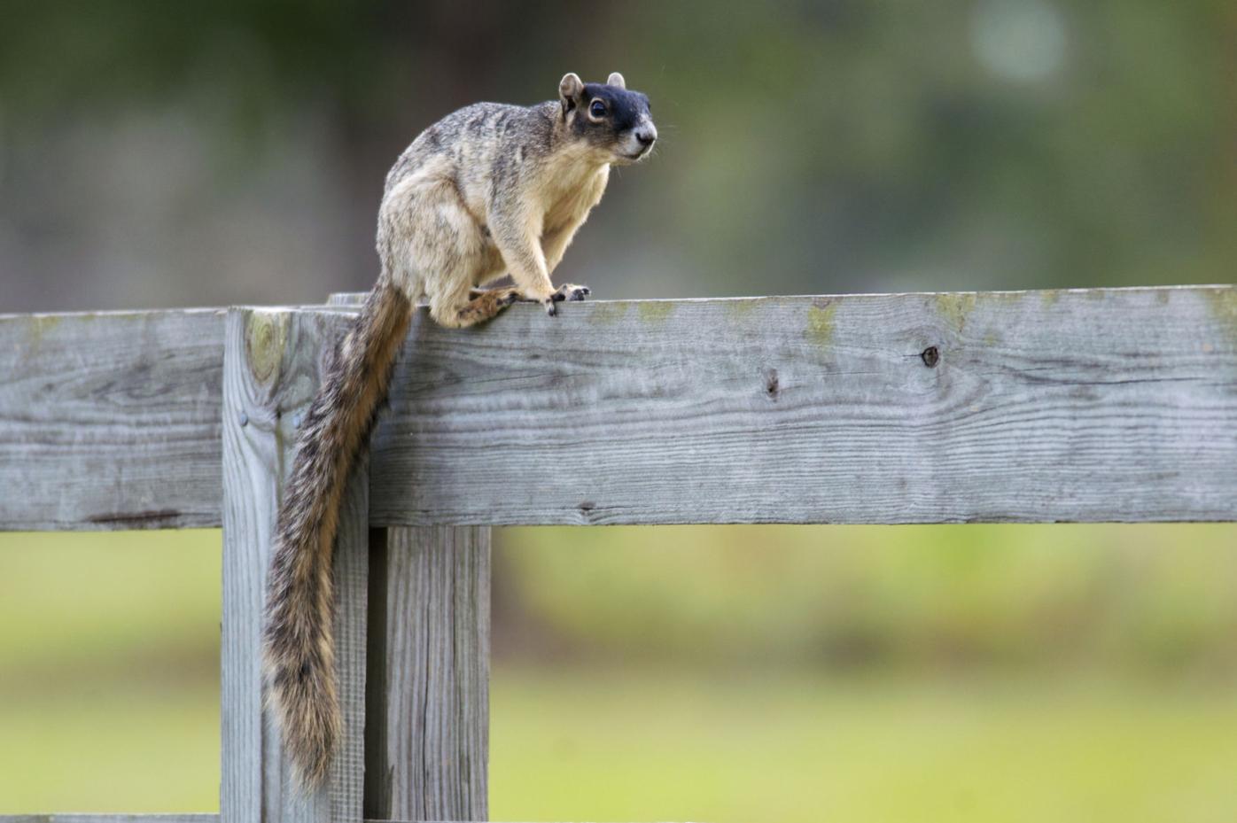 fox squirrel florida