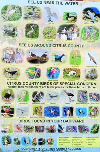 Citrus County Audubon Society donates educational bird poster to ...