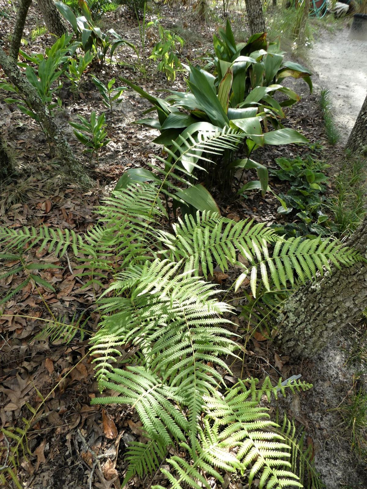 Ferns and fern allies in Florida | Real Estate | chronicleonline.com