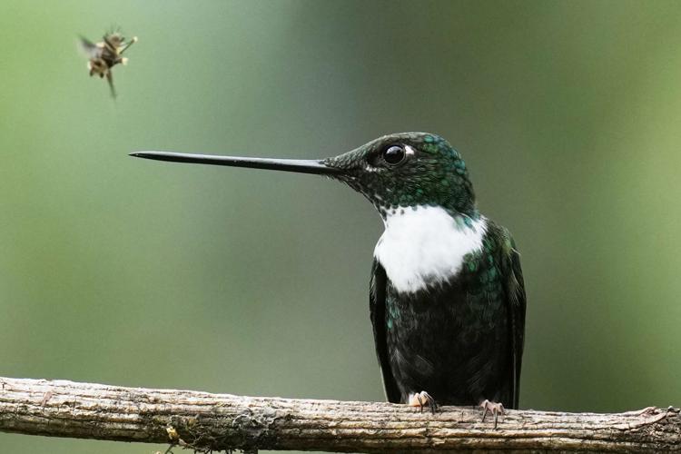An ancient forest in Ecuador is the last stand for a tiny hummingbird ...