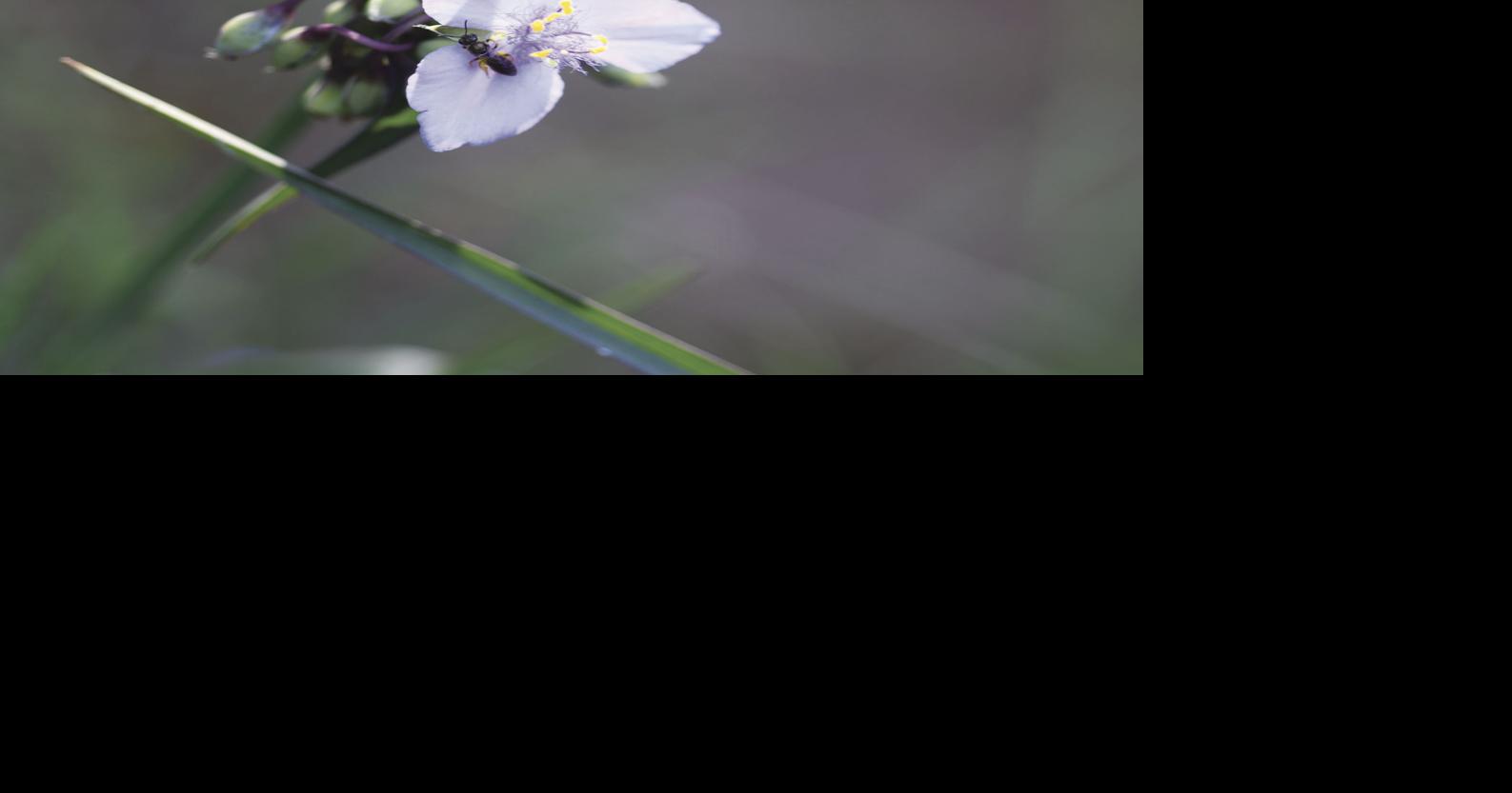 Spiderwort a Florida beauty | Local News | chronicleonline.com