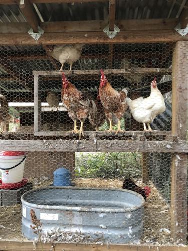 Technology available to help chicken farmers with security | Local News ...